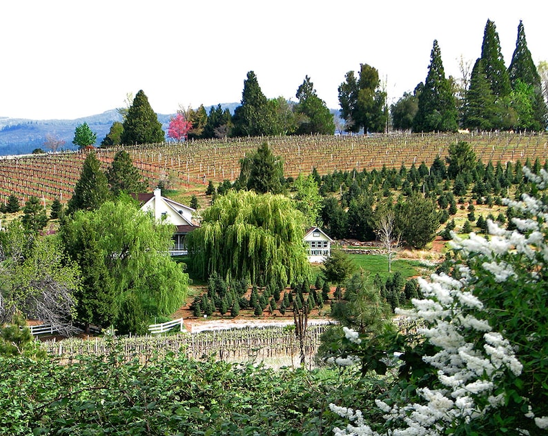 Vineyard Nestled in the Foothills: Apple Hill | Camino | Rapetti Farm ...