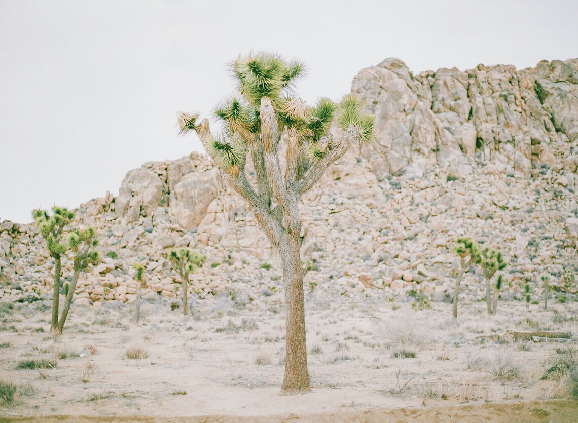 Joshua Tree Paper Placemat Pad 12 X 18 25 Placemats Disposable - Etsy
