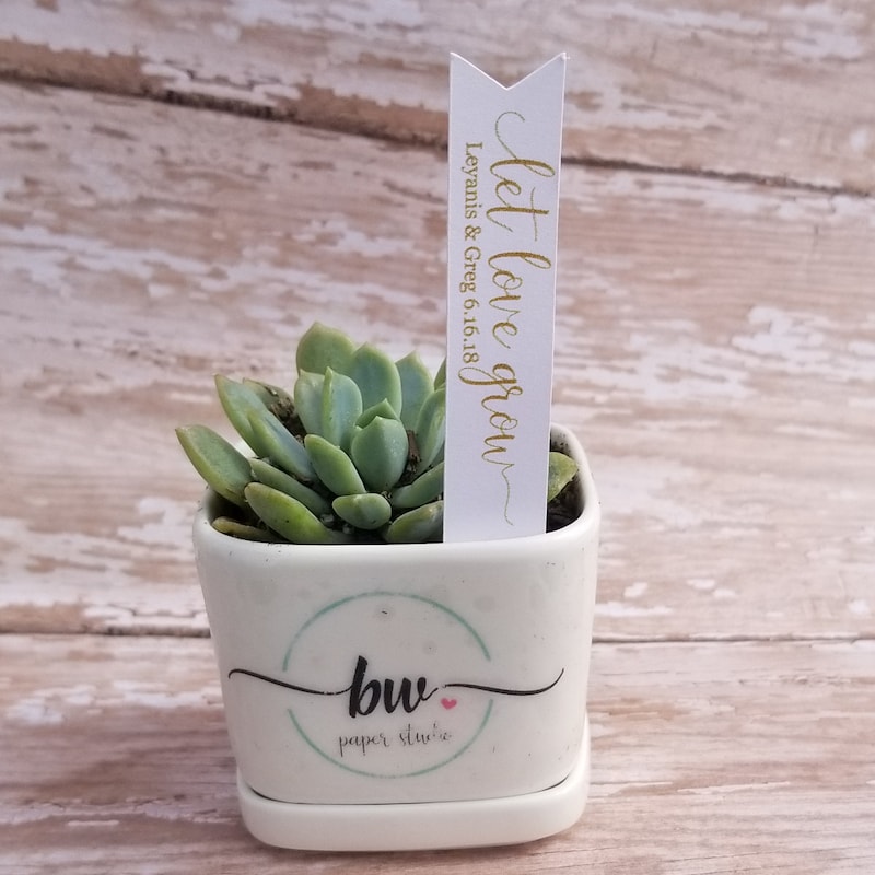 Succulent Wedding Favor - Etsy