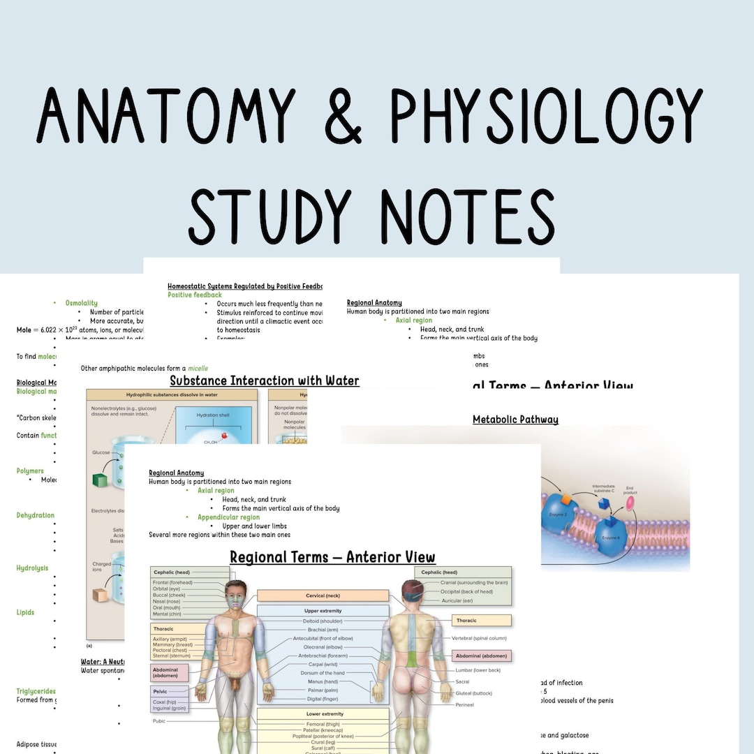 Anatomy & Physiology Notes (400+ Pages!) - Downloadable File to Help ...
