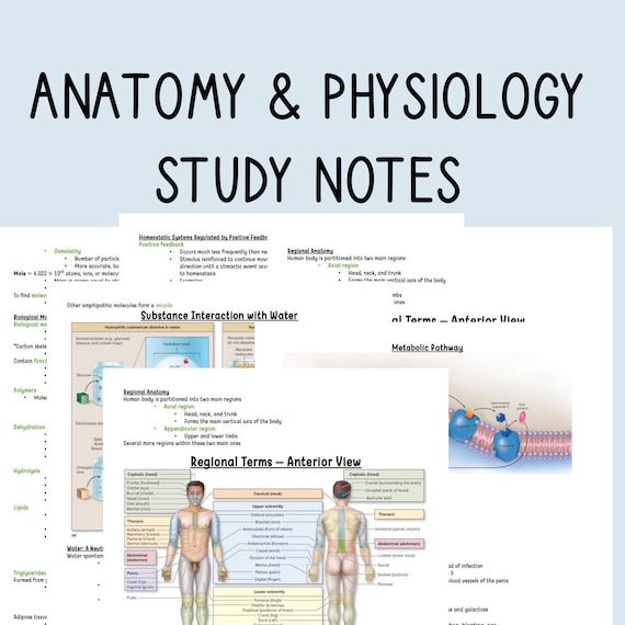Anatomy & Physiology Notes 400 Pages Downloadable File - Etsy