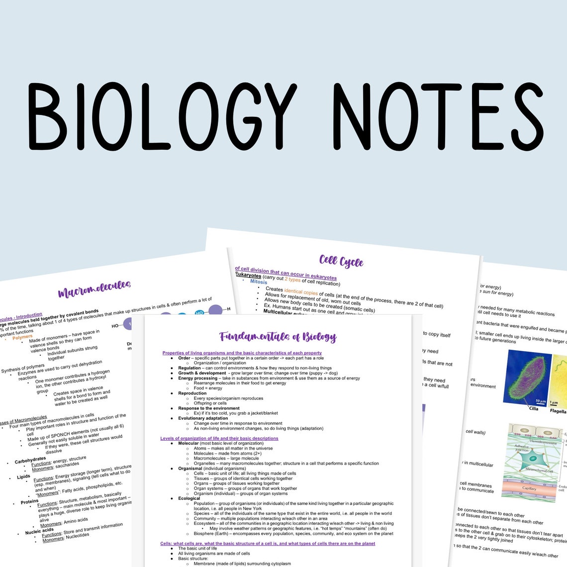 Biology Notes (62 Pages!) - Downloadable File to Help You Succeed in ...
