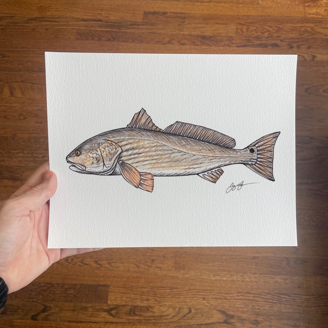 Redfish Art Print, 8.5”x11" Wall Art, Giclee, Gift for Fisherman ...