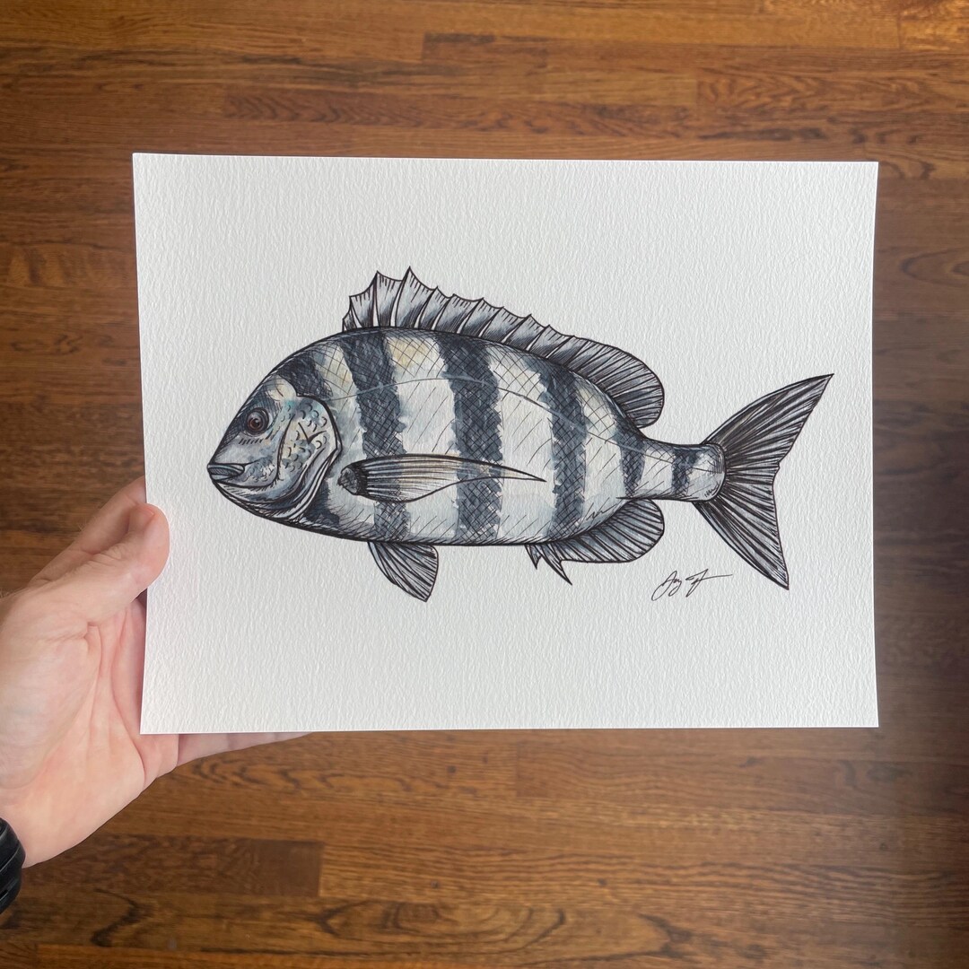 Sheepshead Art Print, 8.5”x11" Wall Art, Giclee, Gift for Fisherman ...