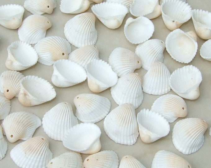 20 Natural Clam Sea Shell, Sea Shell Bead, Seashell, Ark Shell, Ribbed ...