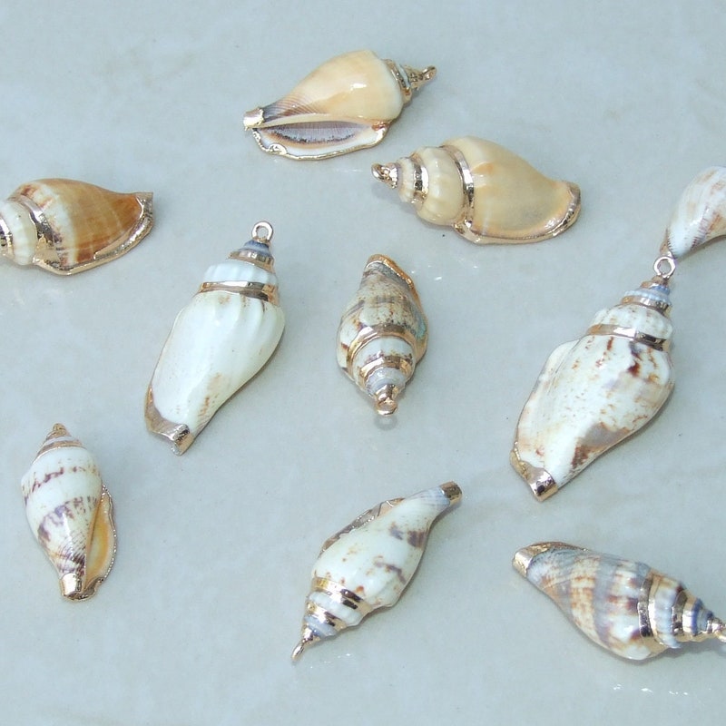 Small Sea Shells - Etsy