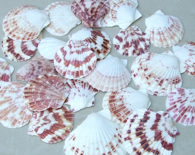 10 Natural Scallop Seashell, Drilled or Undrilled Natural Seashells ...