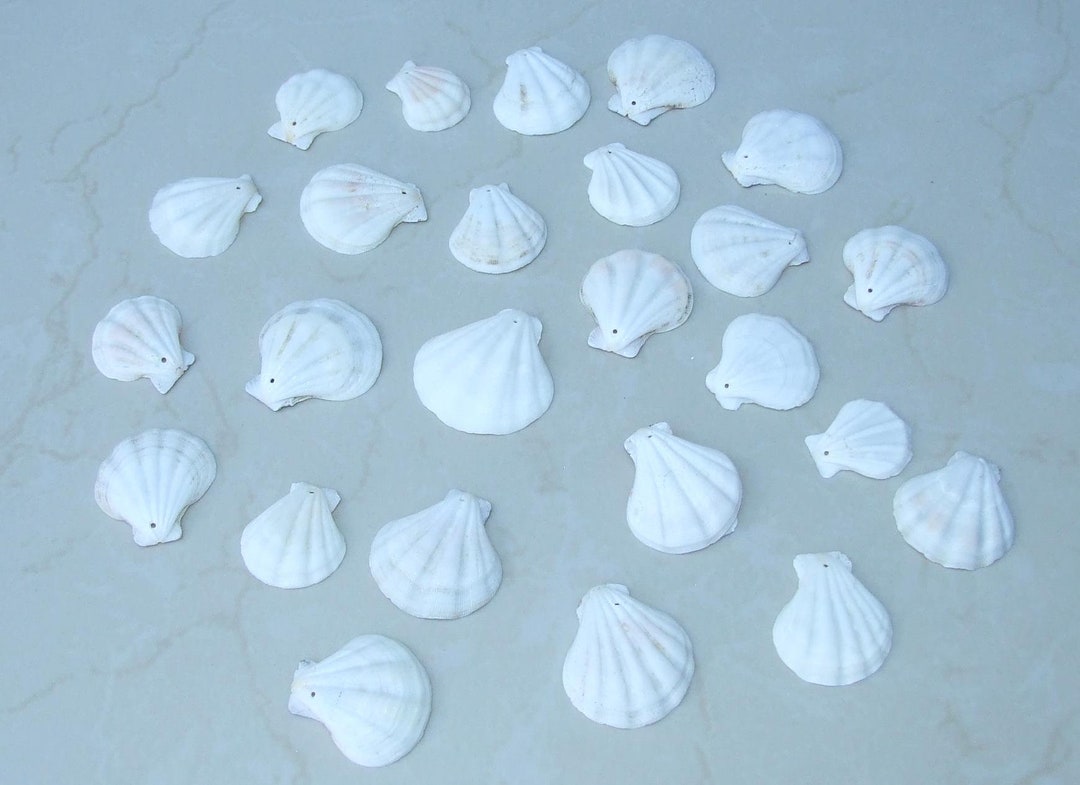15 Natural Sea Shell, Mostly White, Sea Shell Bead, Seashell Pendant ...