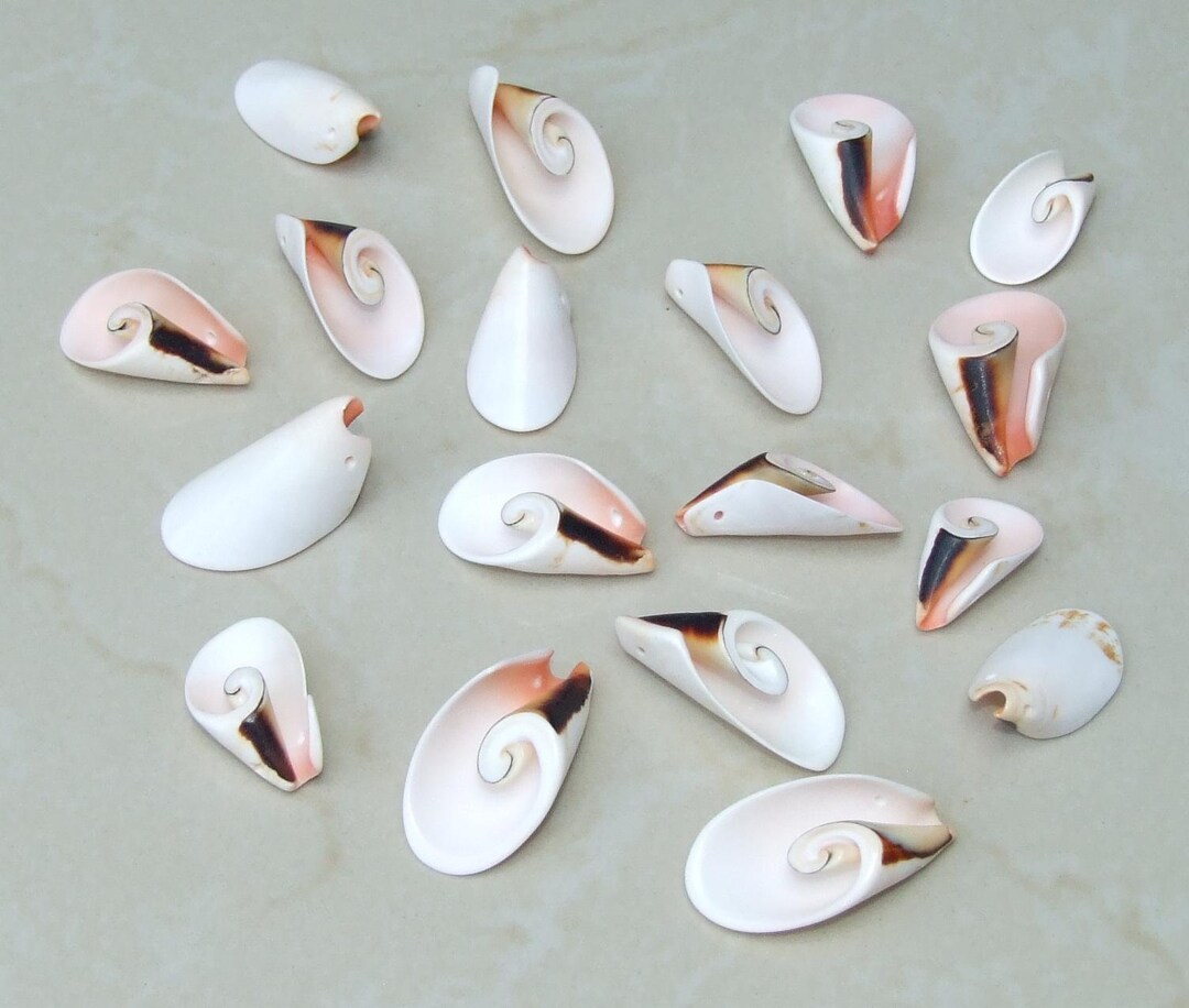 10 Strawberry Strombus Lilly Cut Seashell Slice, Drilled Conch Shell ...