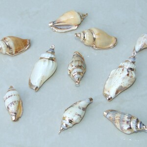 50 Medium Cowrie Shell, Natural Sea Shell - Money Shell Bead, Cut Back ...