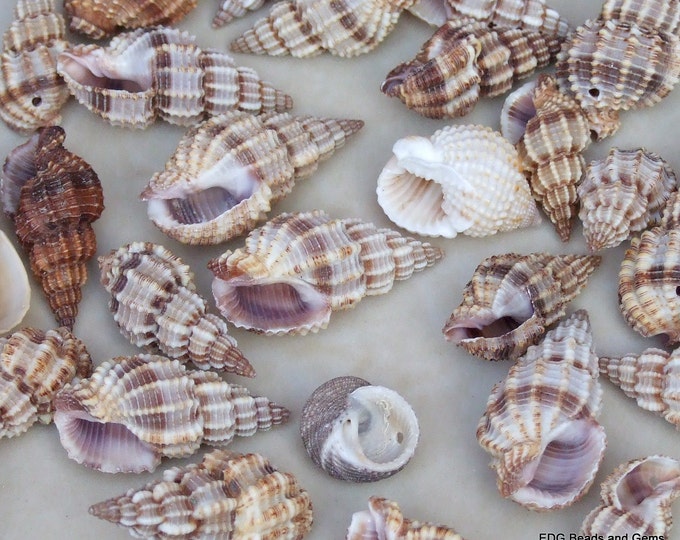 20 Natural Sea Shell, Spiral Seashell Bead, Seashell, Shell Bead, Beach ...