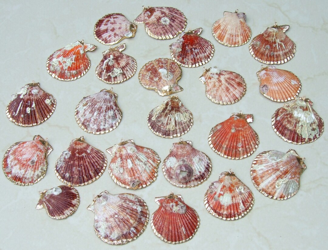 Barnacles, Shell Pendants With Barnacles, Color Washed Scallop Shell ...