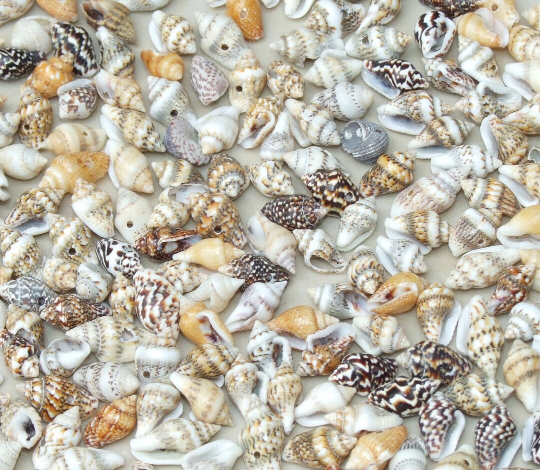 50 Small Natural Spiral Seashell, Spiral Sea Shell Bead, Bulk Shell ...