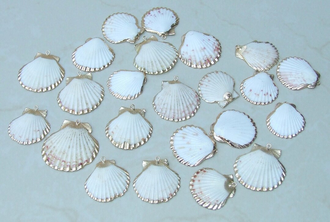 Natural Scallop Shell Pendant Gold Edge Loop Seashell - Etsy