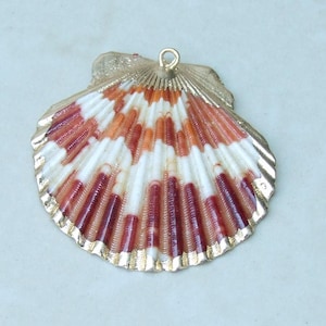 50 Medium Cowrie Shell, Natural Sea Shell - Money Shell Bead, Cut Back ...