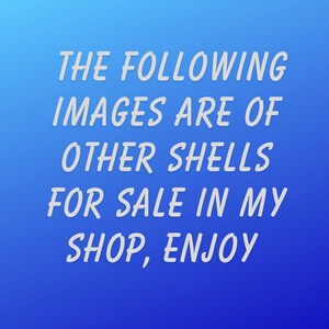 50 Large Cowrie Shell, Natural Sea Shell - Money Shell Bead, Cut Back ...