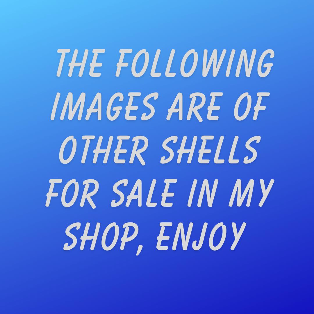 50 Large Cowrie Shell, Natural Sea Shell - Money Shell Bead, Cut Back ...