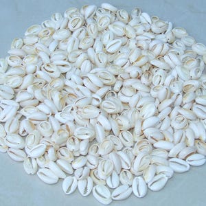 Small Cowrie Shells Bulk – Natural African Sea Shells for Jewelry ...