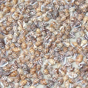 50 Very Tiny Natural Spiral Seashells, Spiral Shell Beads, Seashell ...