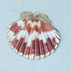 50 Large Cowrie Shell, Natural Sea Shell - Money Shell Bead, Cut Back ...