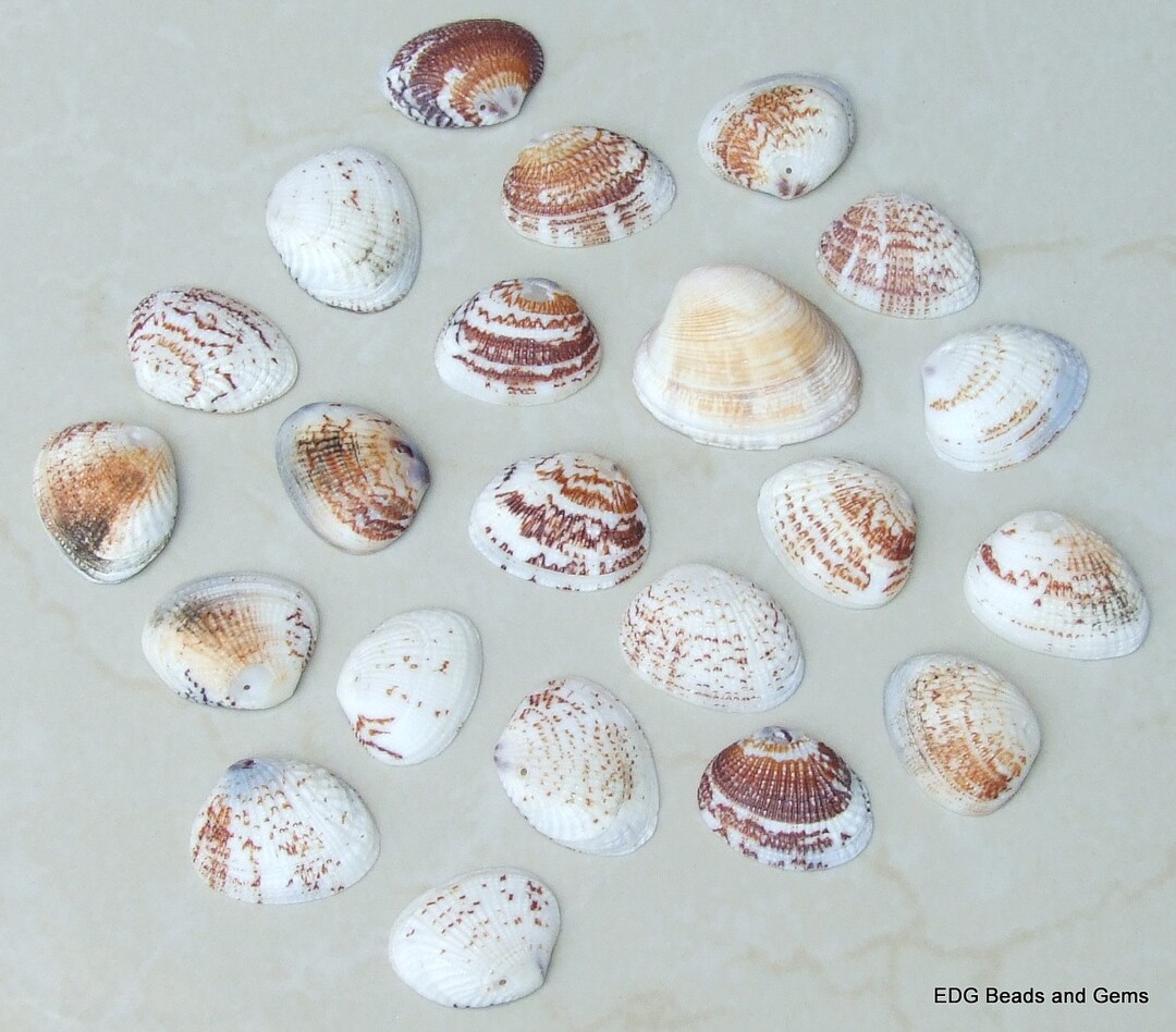 20 Natural Clam Sea Shell, Sea Shell Bead, Seashell, Ark Shell, Ribbed ...