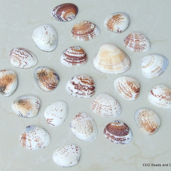Ark Shell - Etsy