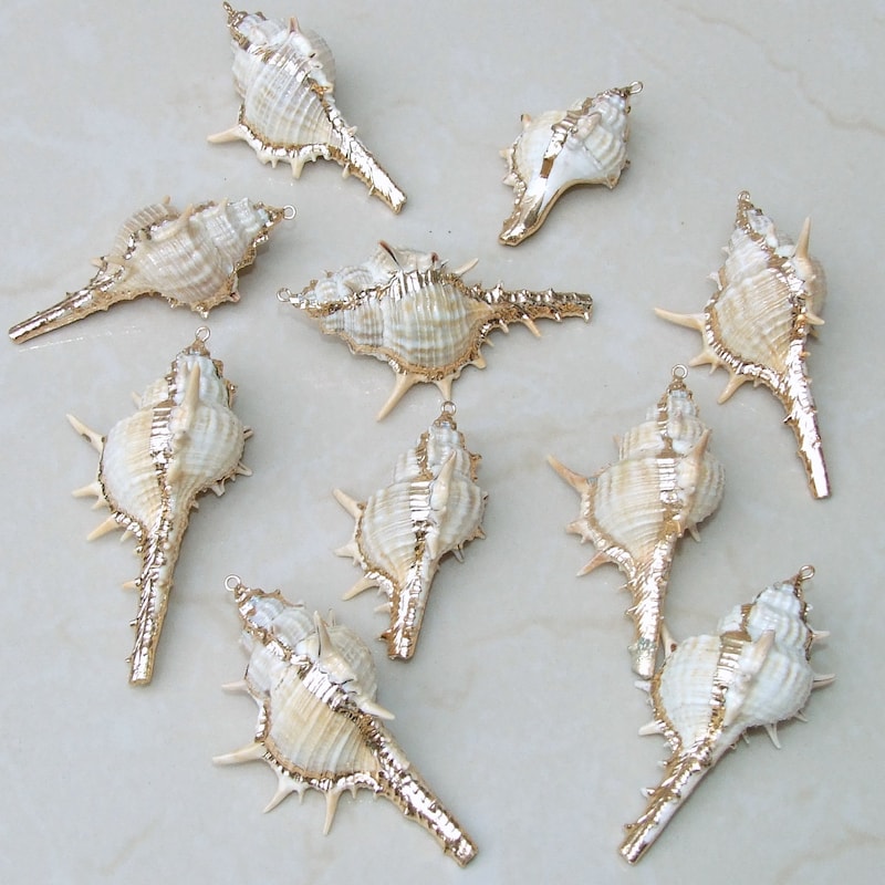 Murex Shell - Etsy