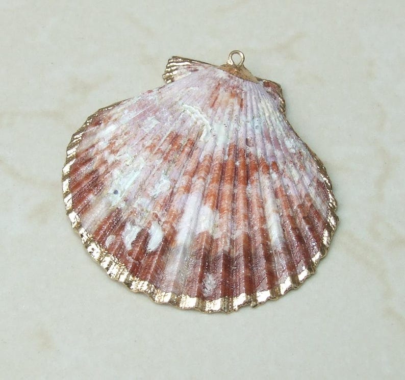 Barnacles, Shell Pendants With Barnacles, Color Washed Scallop Shell ...