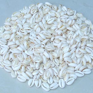 Small Cowrie Shells Bulk – Natural African Sea Shells for Jewelry ...