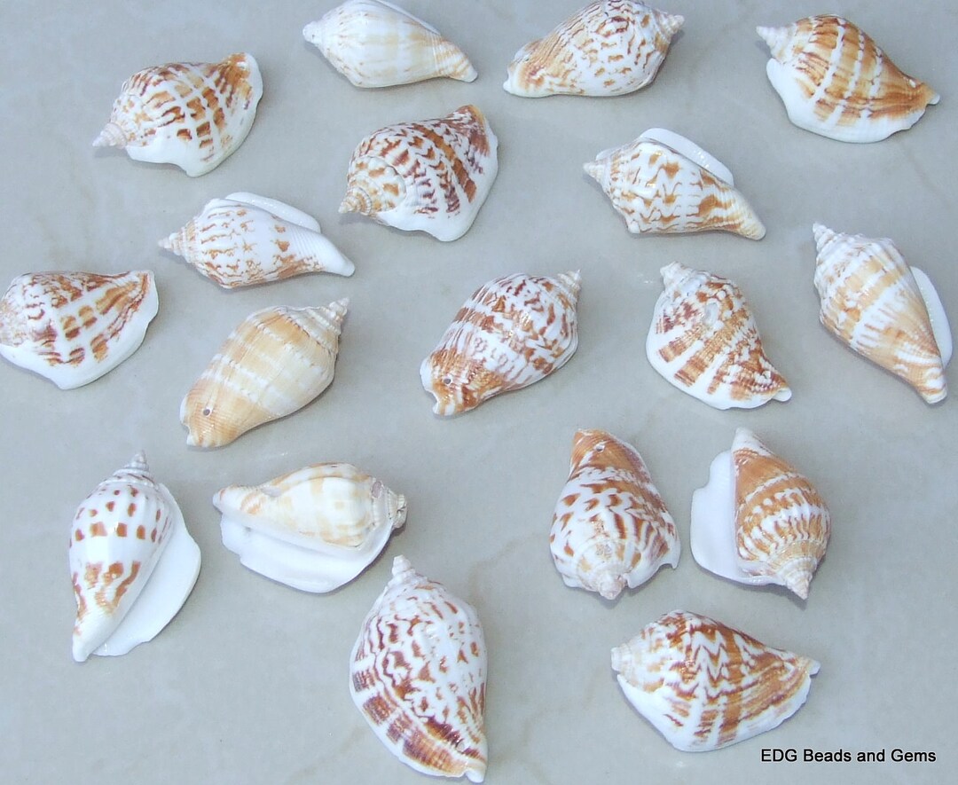 4 Large Natural Conch Sea Shell, Spiral Shell Bead, Seashell, Shell ...