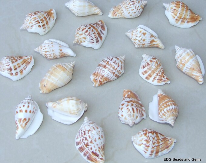 4 Large Natural Conch Sea Shell, Spiral Shell Bead, Seashell, Shell ...
