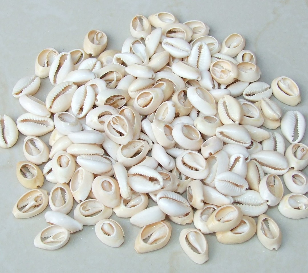 50 Large Cowrie Shell, Natural Sea Shell - Money Shell Bead, Cut Back ...