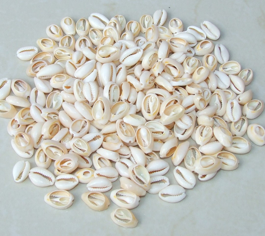 50 Small Cowrie Shell, Natural Sea Shell - Money Shell Bead, Cut Back ...