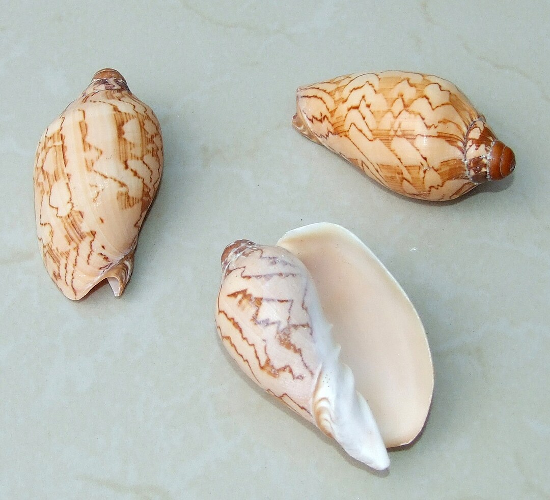 Voluta Nobilis Natural Seashell, Spiral Shell Bead, Display Shell ...