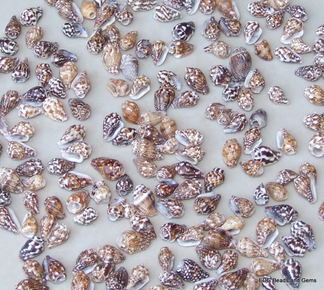 50 Very Tiny Natural Spiral Seashells, Spiral Shell Beads, Seashell ...