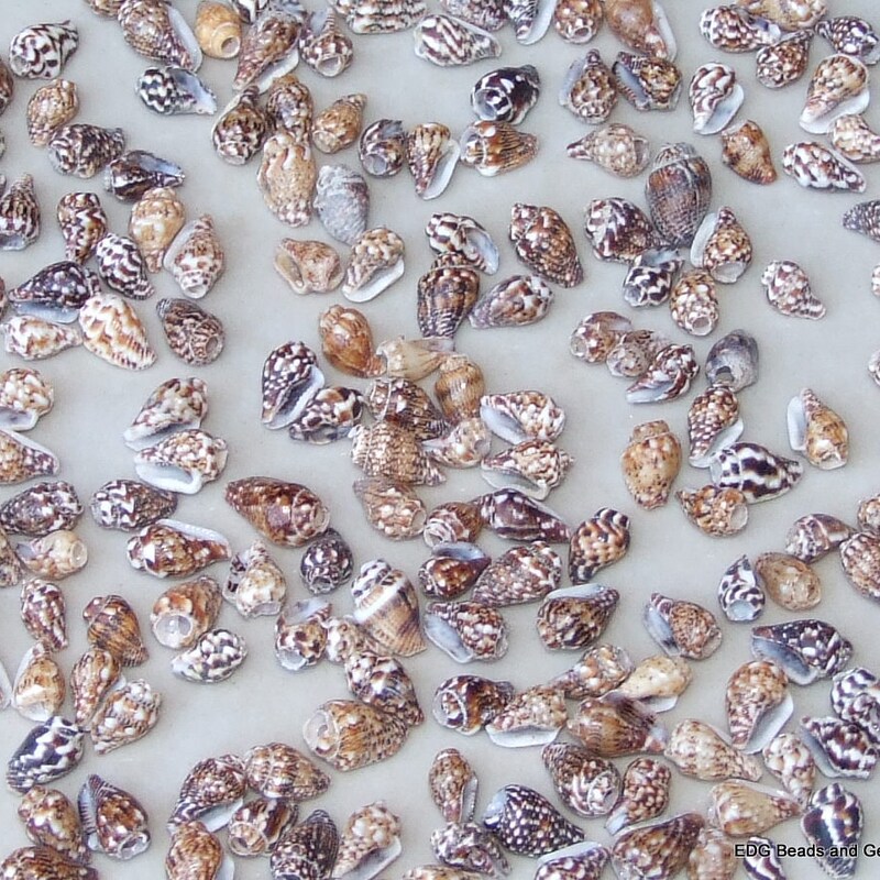 Drilled Sea Shells - Etsy