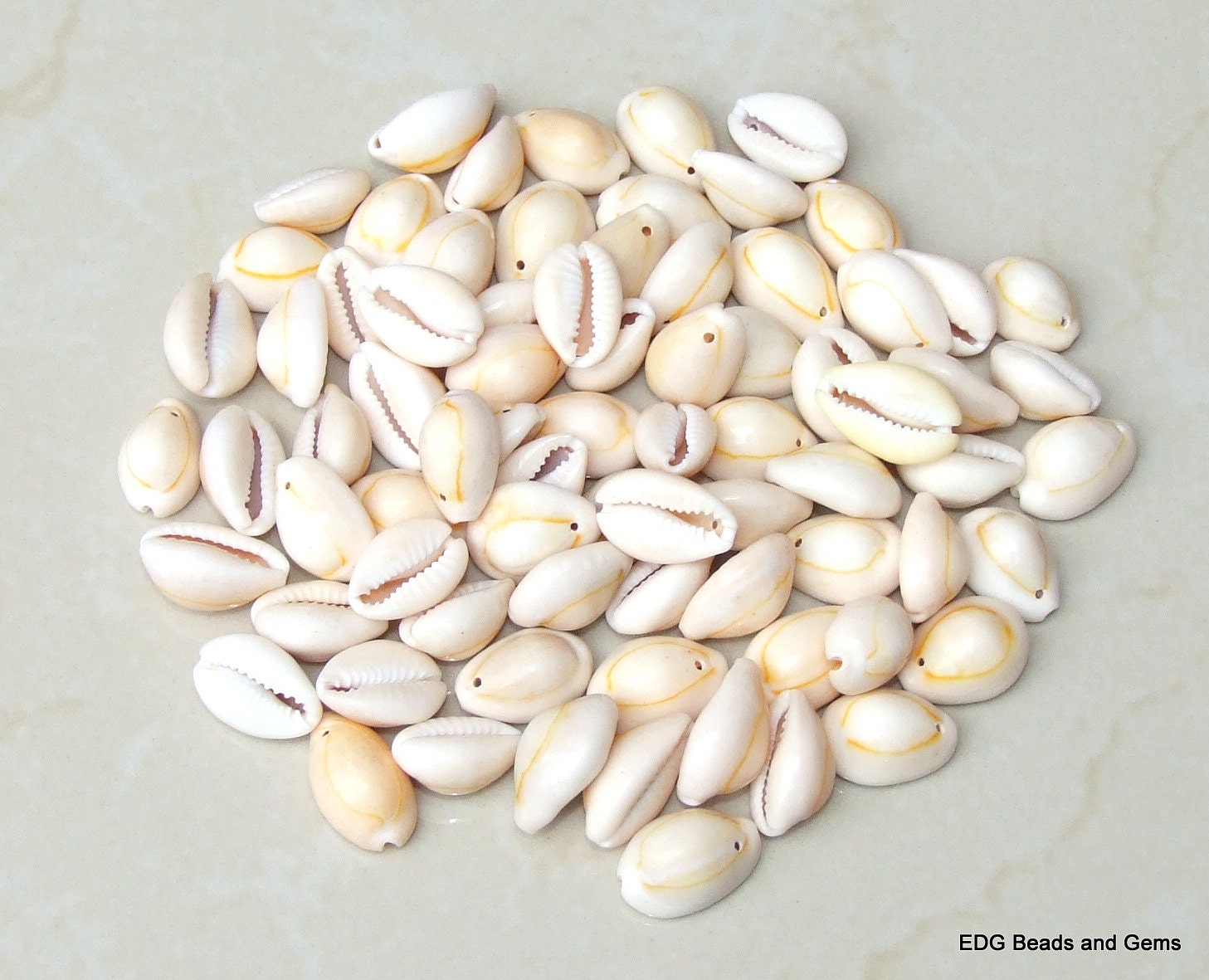 Cowrie Shell Large Natural Sea Shell Money Shell Shell - Etsy