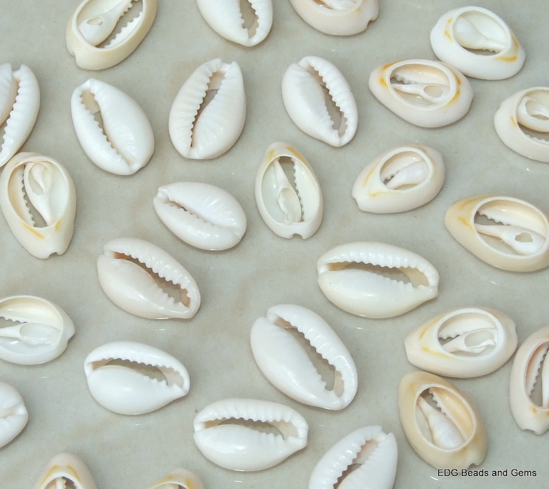 50 Medium Cowrie Shell, Natural Sea Shell - Money Shell Bead, Cut Back ...