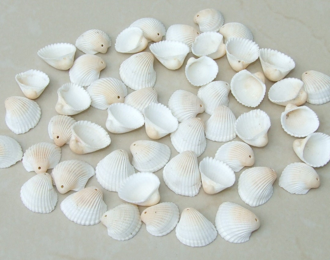 20 Natural Clam Sea Shell, Sea Shell Bead, Seashell, Ark Shell, Ribbed ...