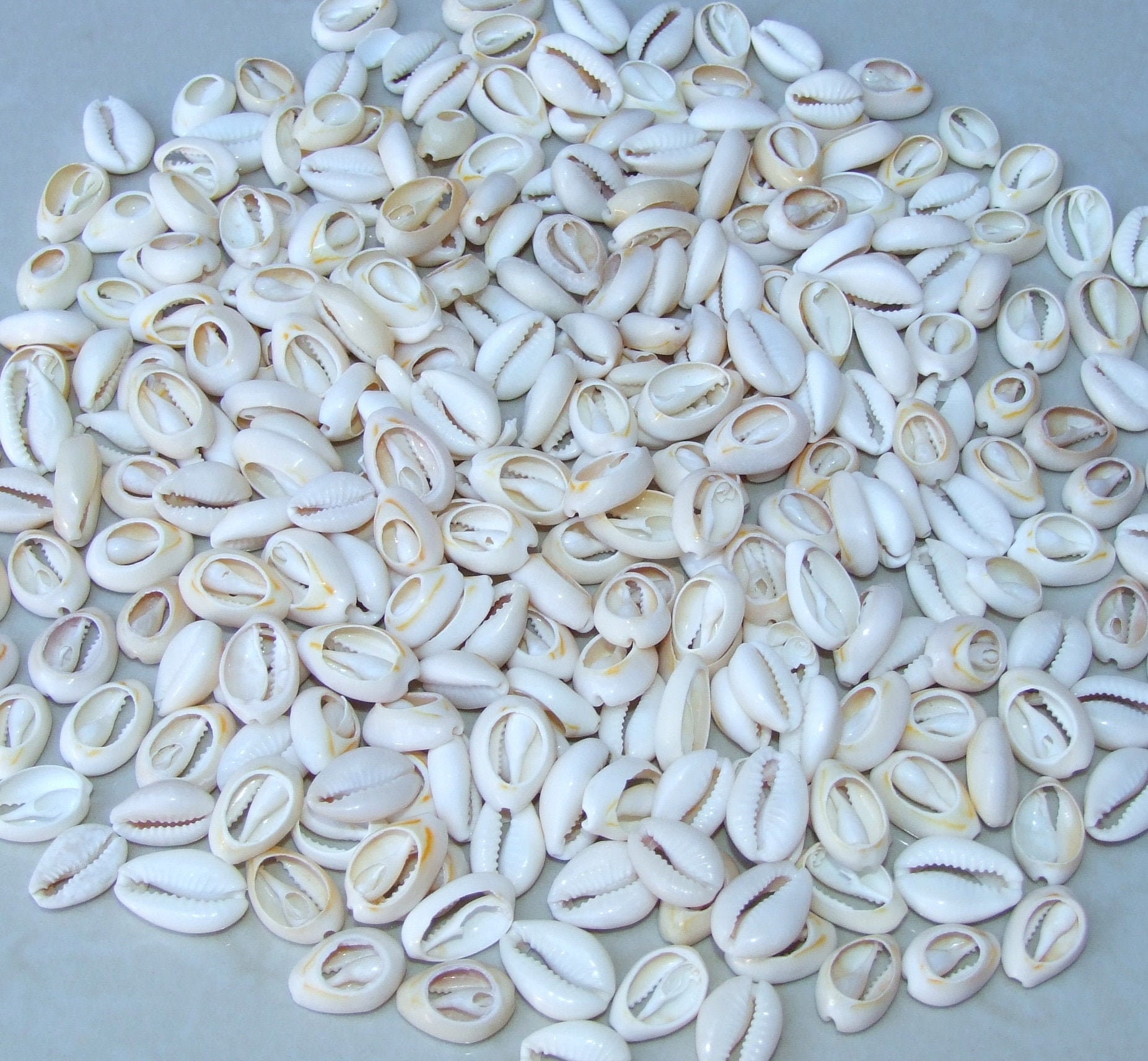 50 Medium Cowrie Shell, Natural Sea Shell - Money Shell Bead, Cut Back ...