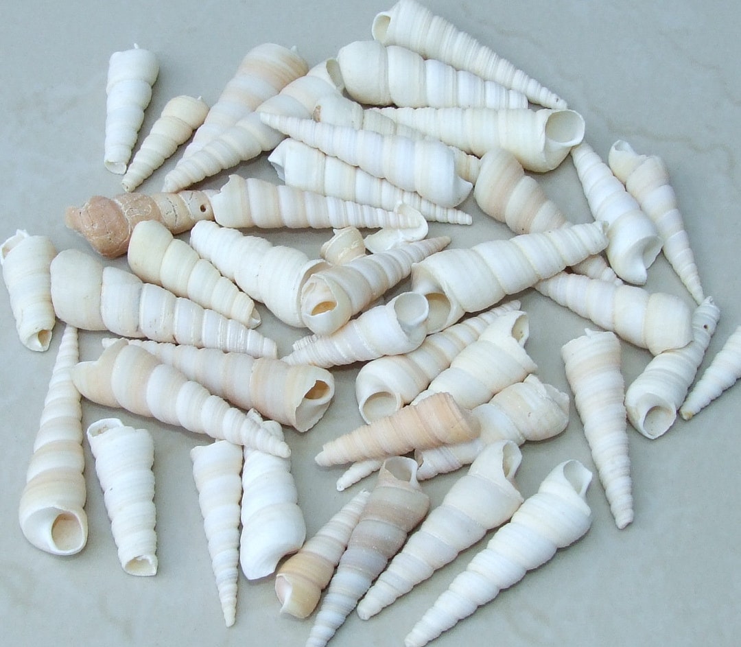 10/20 Turritella Terebra Auger Seashells, Natural Spiral Sea Shell Bead ...