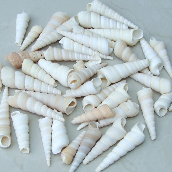 Sea Shells Beads - Etsy