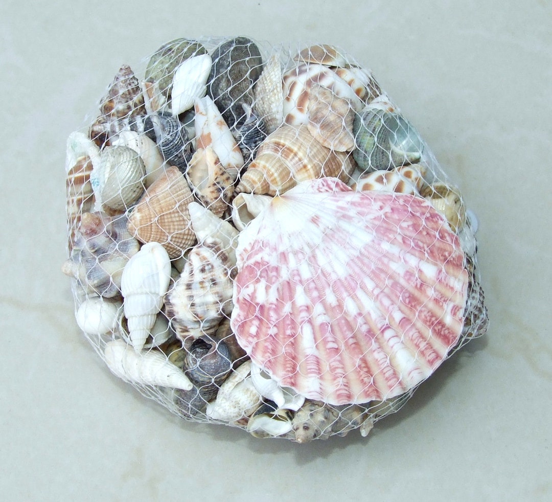 Net Full of Shells, Mixed Natural Seashells, Spiral Shells, Clam Shells, Scallop Shells ...