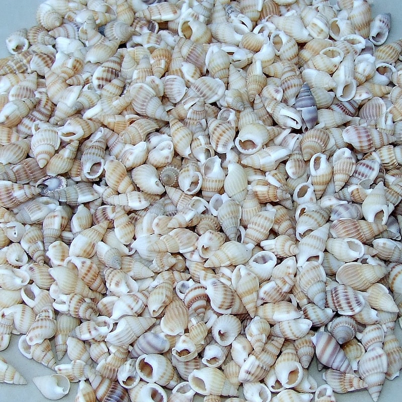 Seashell Vase - Etsy