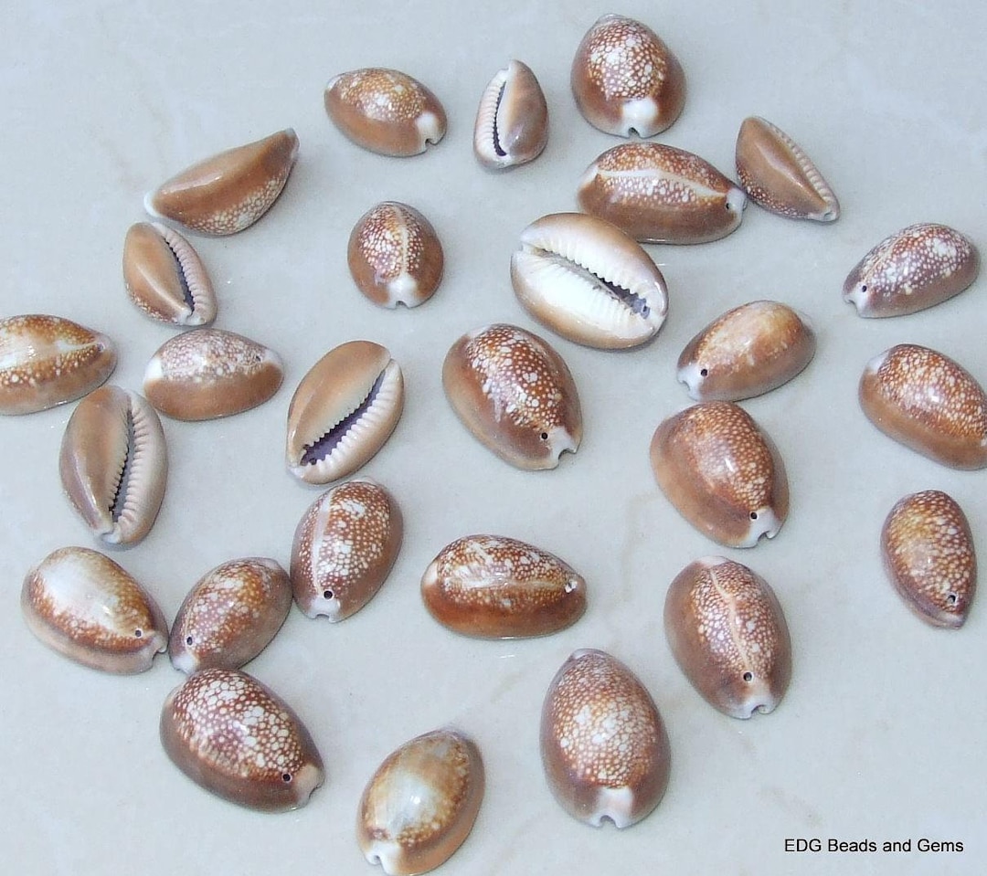5 Large Cowrie Shell, Natural Sea Shell, Money Shell Bead, Ocean ...