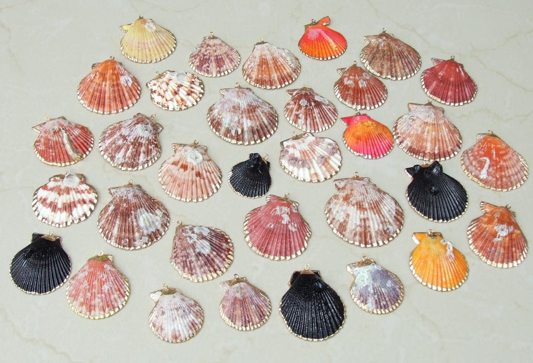 Barnacles, Shell Pendants With Barnacles, Color Washed Scallop Shell ...