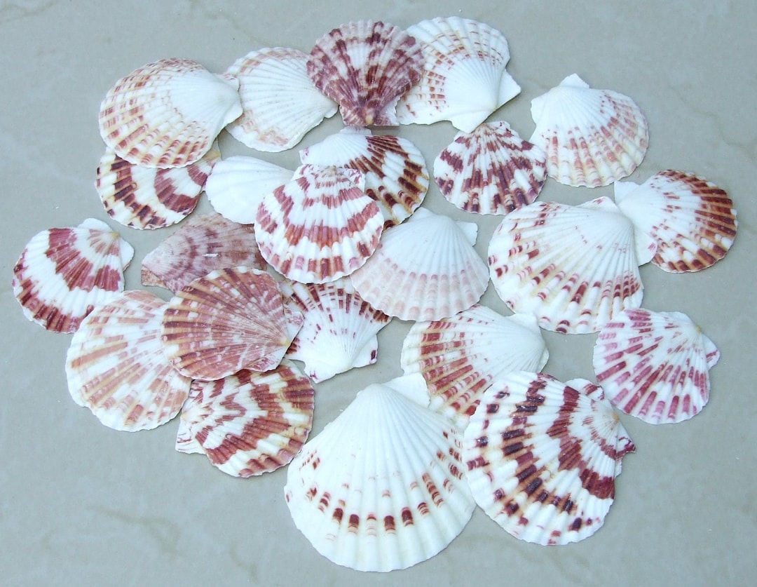 10 Natural Scallop Seashell, Drilled or Undrilled Natural Seashells ...