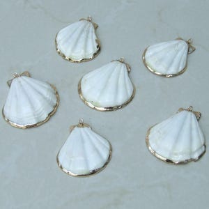 50 Large Cowrie Shell, Natural Sea Shell - Money Shell Bead, Cut Back ...
