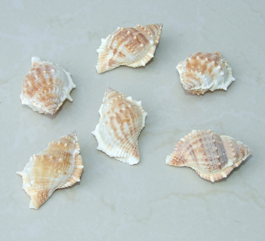 Large Natural Strombus Conch Sea Shell, Spiral Shell, Seashell, Shell ...