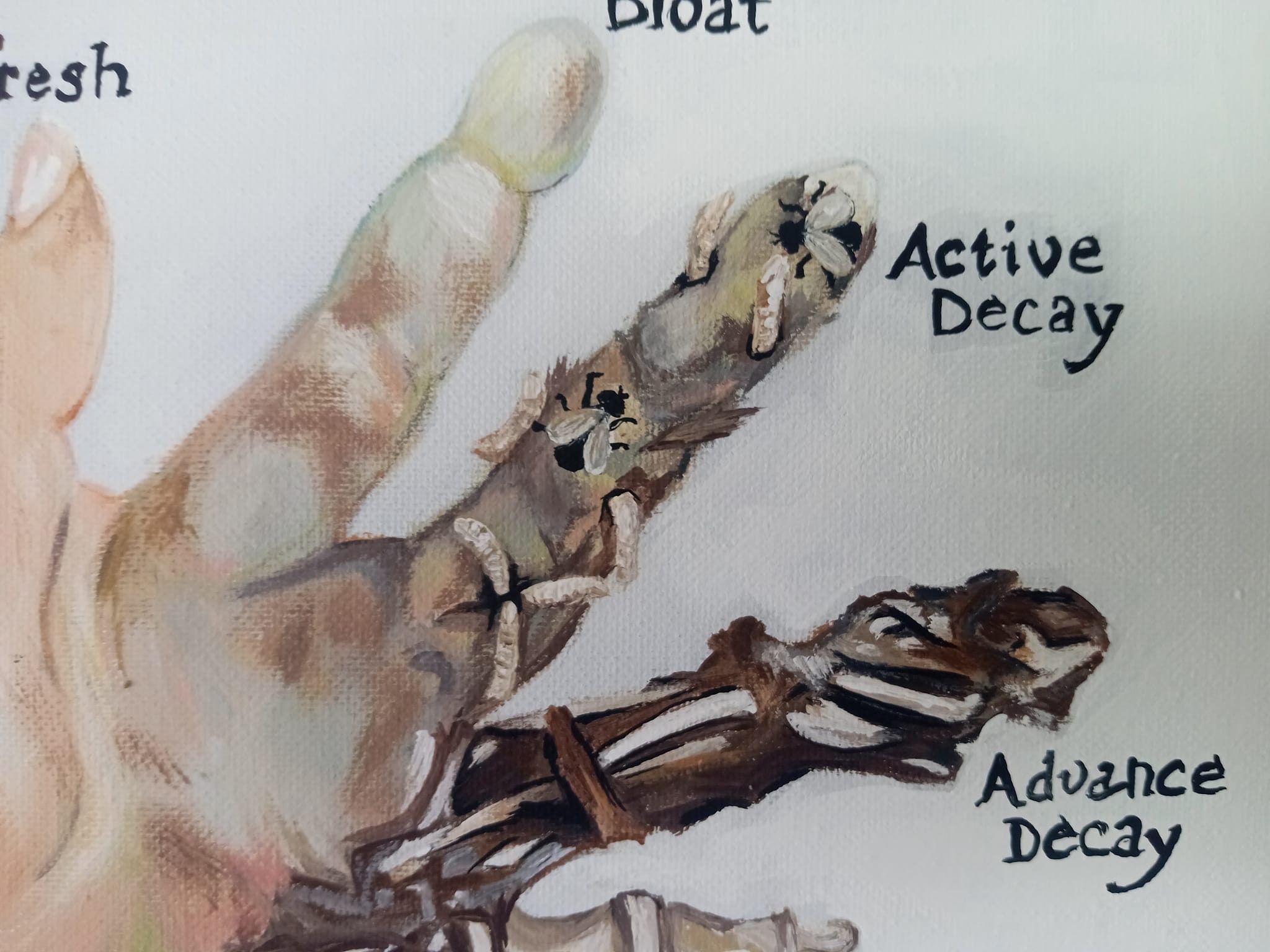5 Stages of Decomposition Acrylic on Canvas Painting Decay Illustration ...